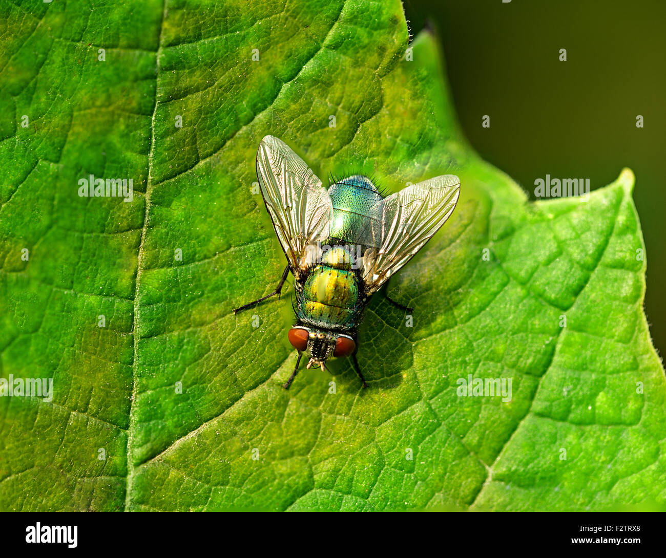 Fly on green leaf Stock Photo - Alamy