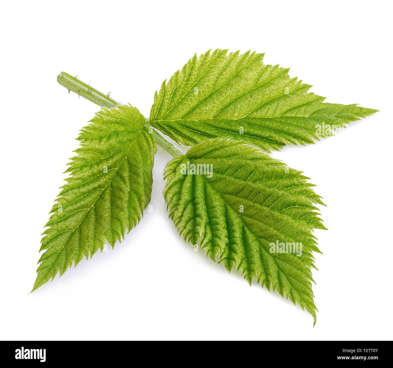 Detailed raspberry leaves close-up isolated on a white background Stock ...