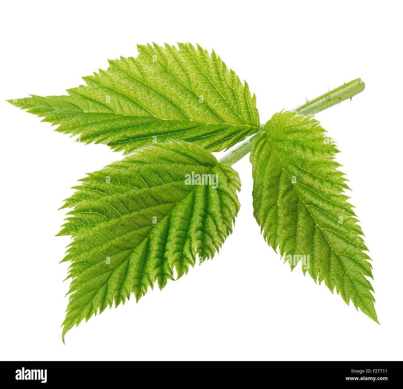 Detailed raspberry leaves close-up isolated on a white background Stock ...