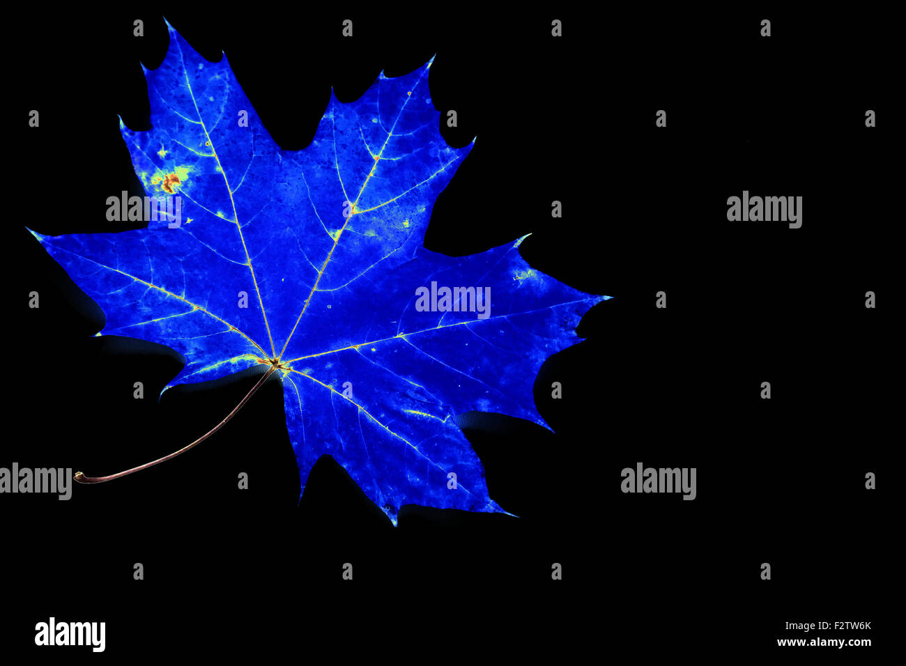 Leaf x ray hi-res stock photography and images - Alamy