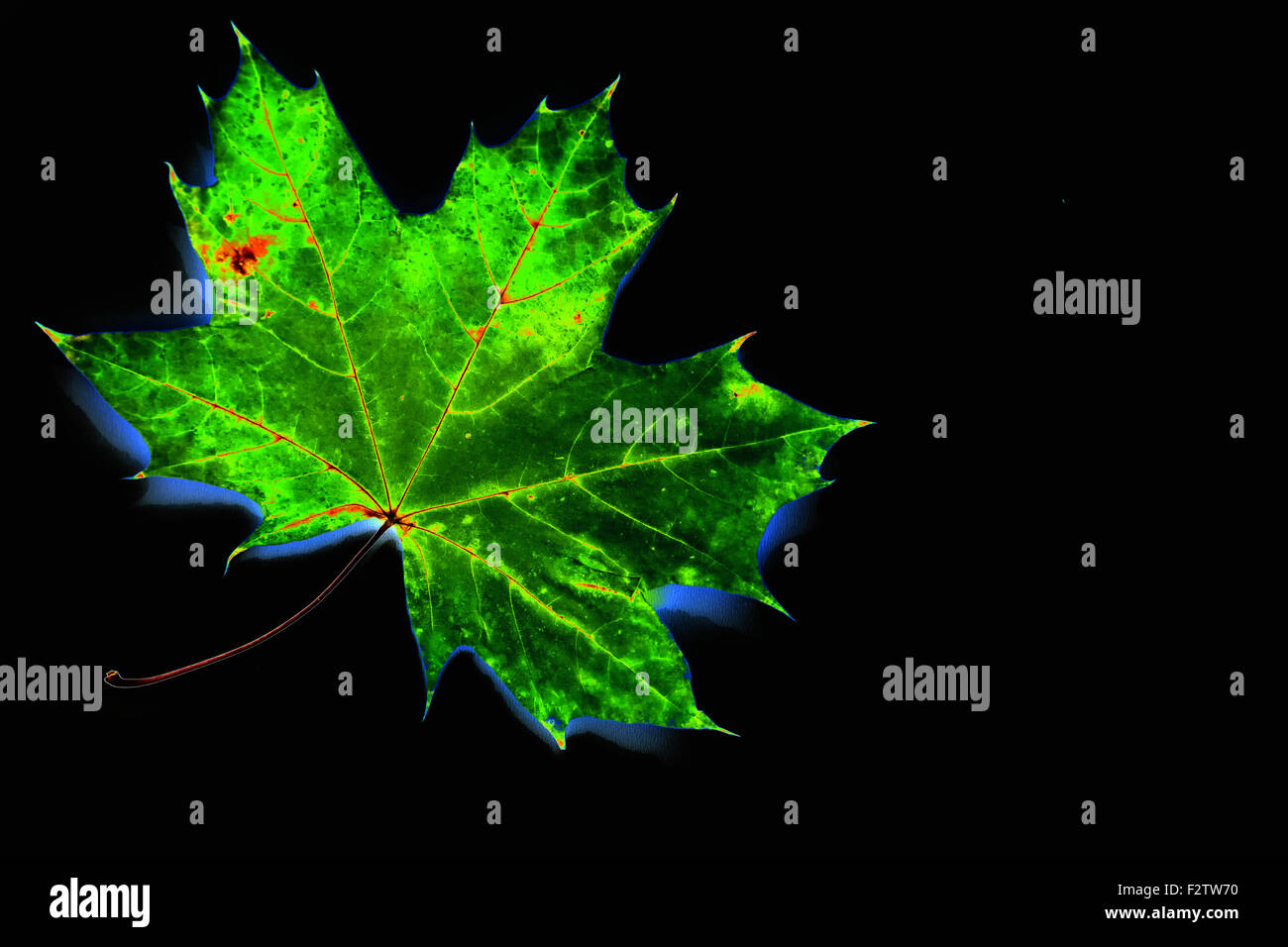 Leaf x ray hi-res stock photography and images - Alamy