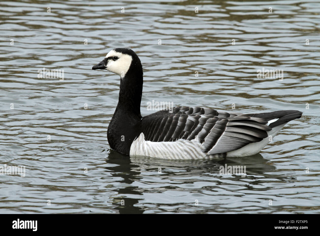Barnacle Goose (Branta leucopsis Stock Photo - Alamy