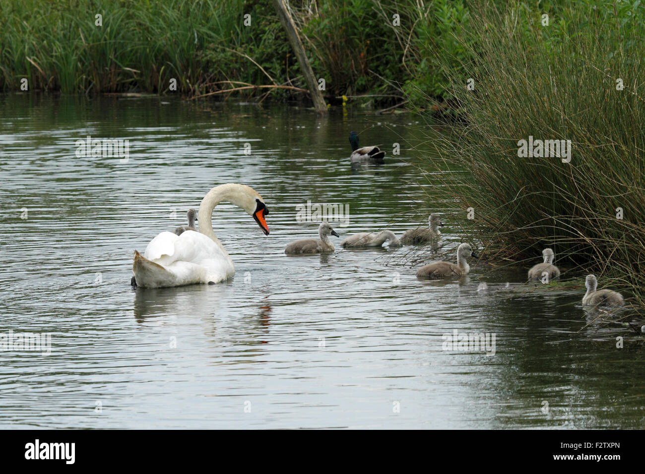 Mute Swan (Cygnus olor) - with cygnets Stock Photo - Alamy