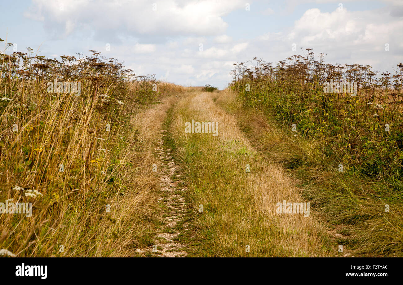 Uphill section of the ancient Ridgeway pathway crossing chalk downland ...
