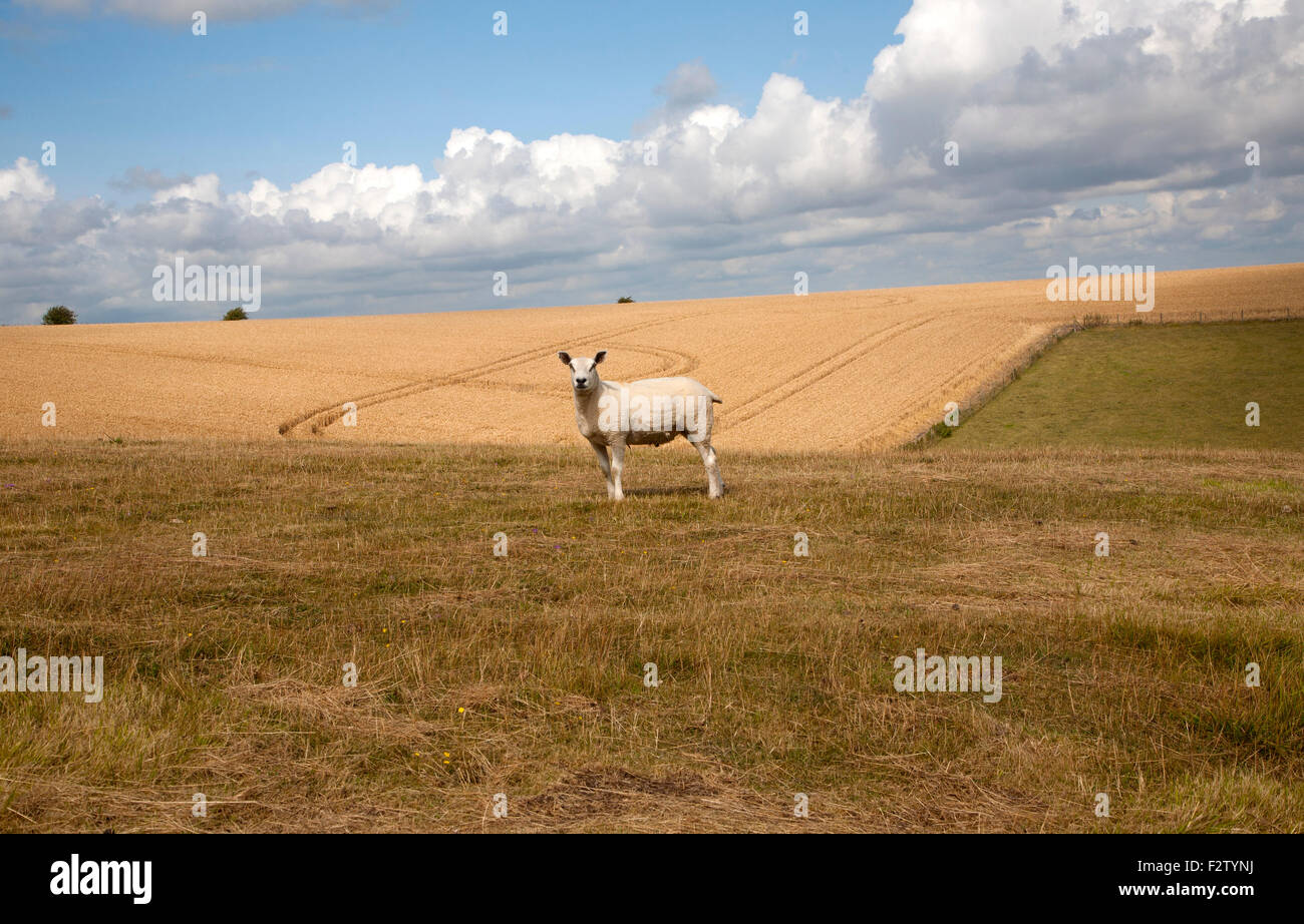 Close up of lone sheep standing on chalk downland, Marlborough Downs ...