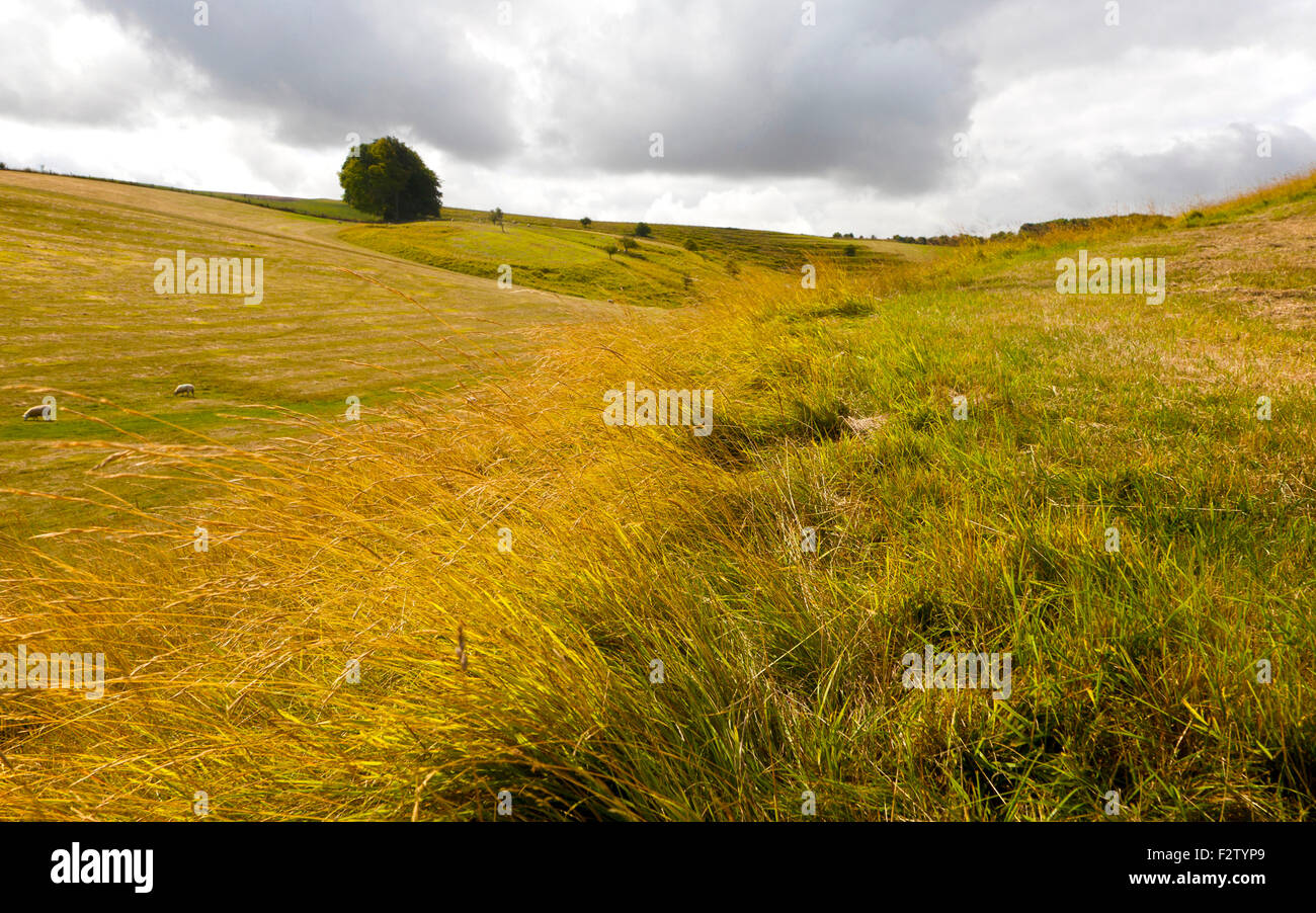 Landscape chalk dry valley at Bishopstone, Wiltshire, England, UK Stock ...