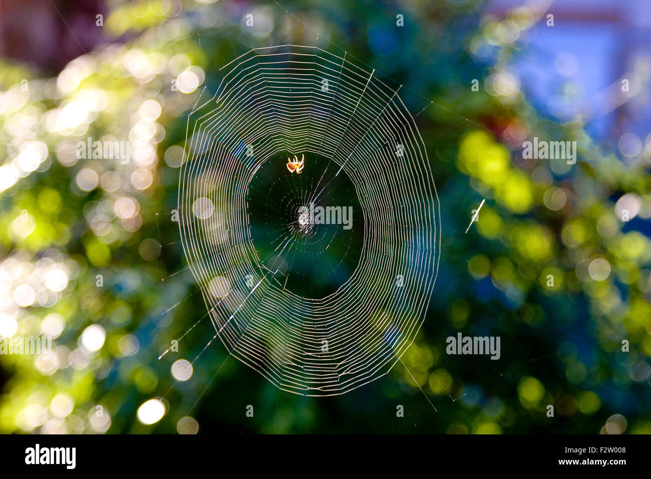 Web building spiders hi-res stock photography and images - Alamy