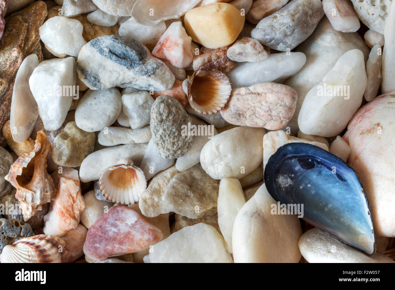 various sea pebbles on with shells Stock Photo - Alamy