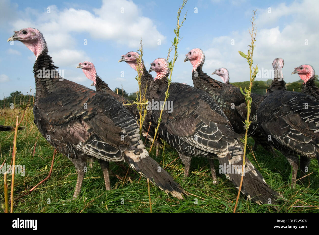 Free range turkeys Uk. Bronze Turkey foraging in a pesticide free field ...