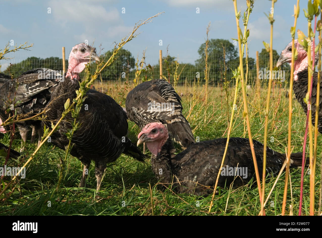 Free range turkeys Uk. Bronze Turkey foraging in a pesticide free field ...