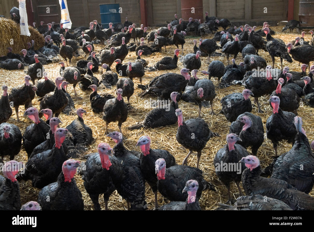 Fosse Meadows Free range Christmas turkeys in their shed they can come ...