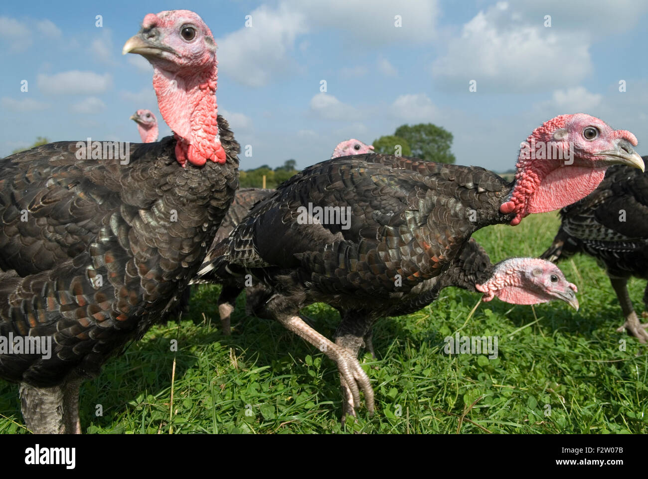 Free range turkeys Uk. Bronze Turkey foraging in a pesticide free field ...