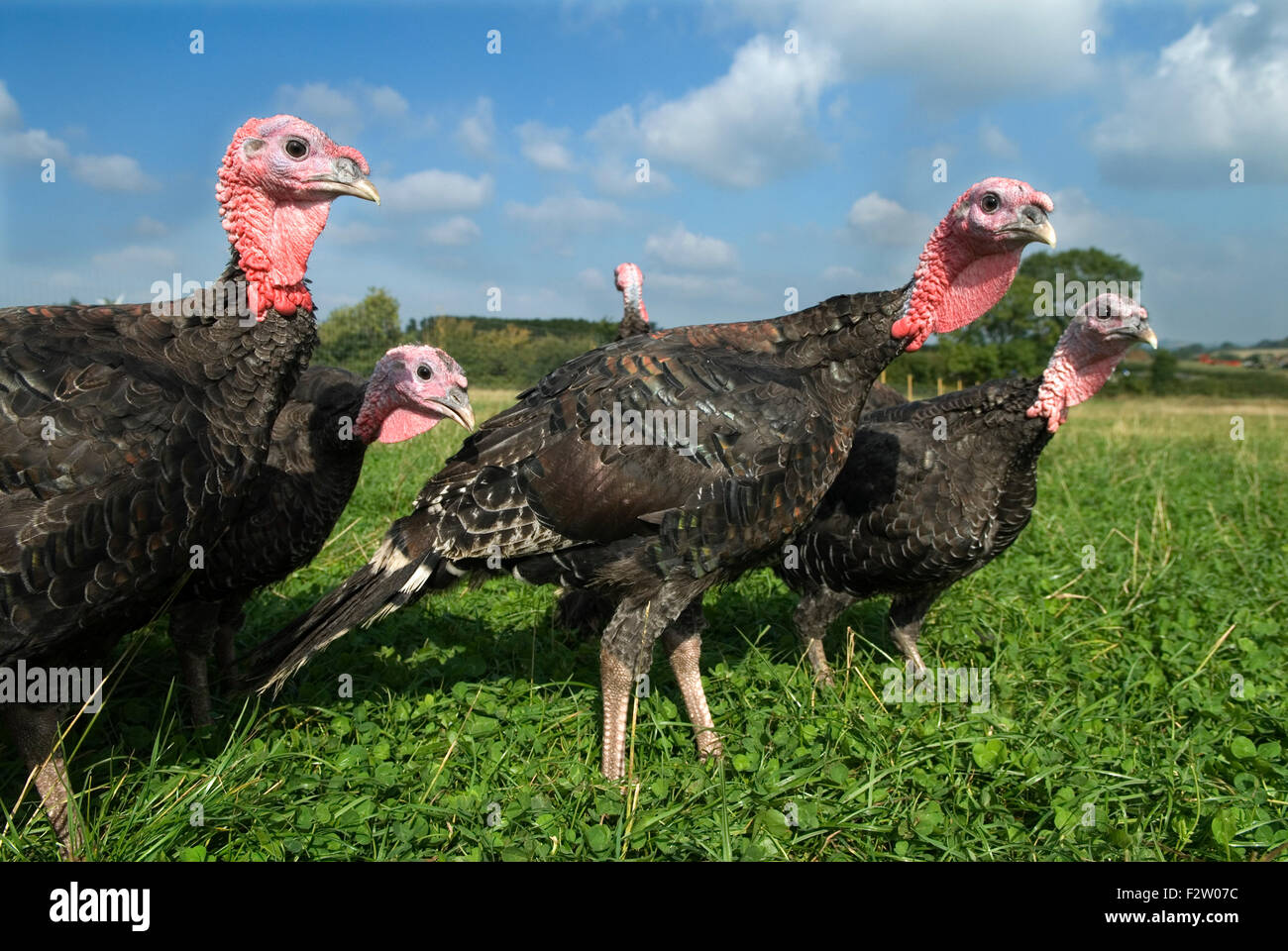Free range turkeys Uk. Bronze Turkey foraging in a pesticide free field ...