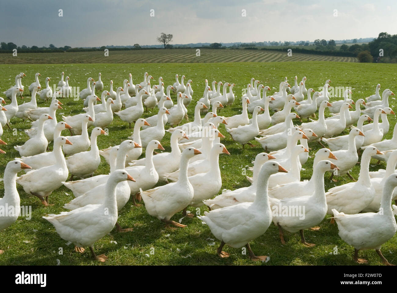 Fosse meadows farm hi-res stock photography and images - Alamy