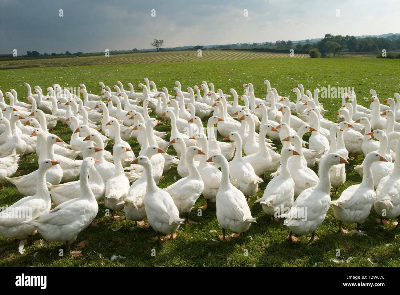 Fosse meadows farm hi-res stock photography and images - Alamy