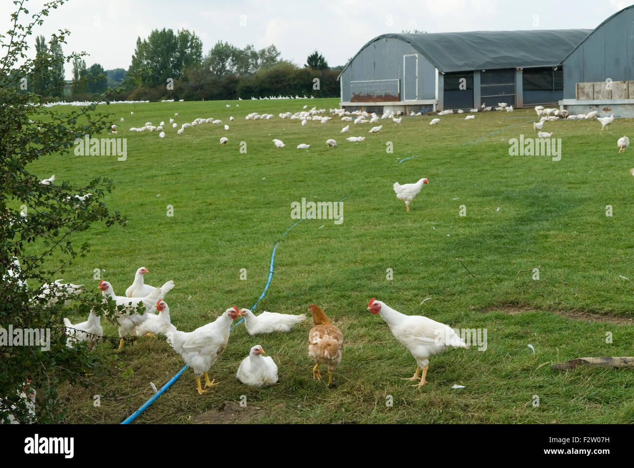 Free range farm hi-res stock photography and images - Alamy