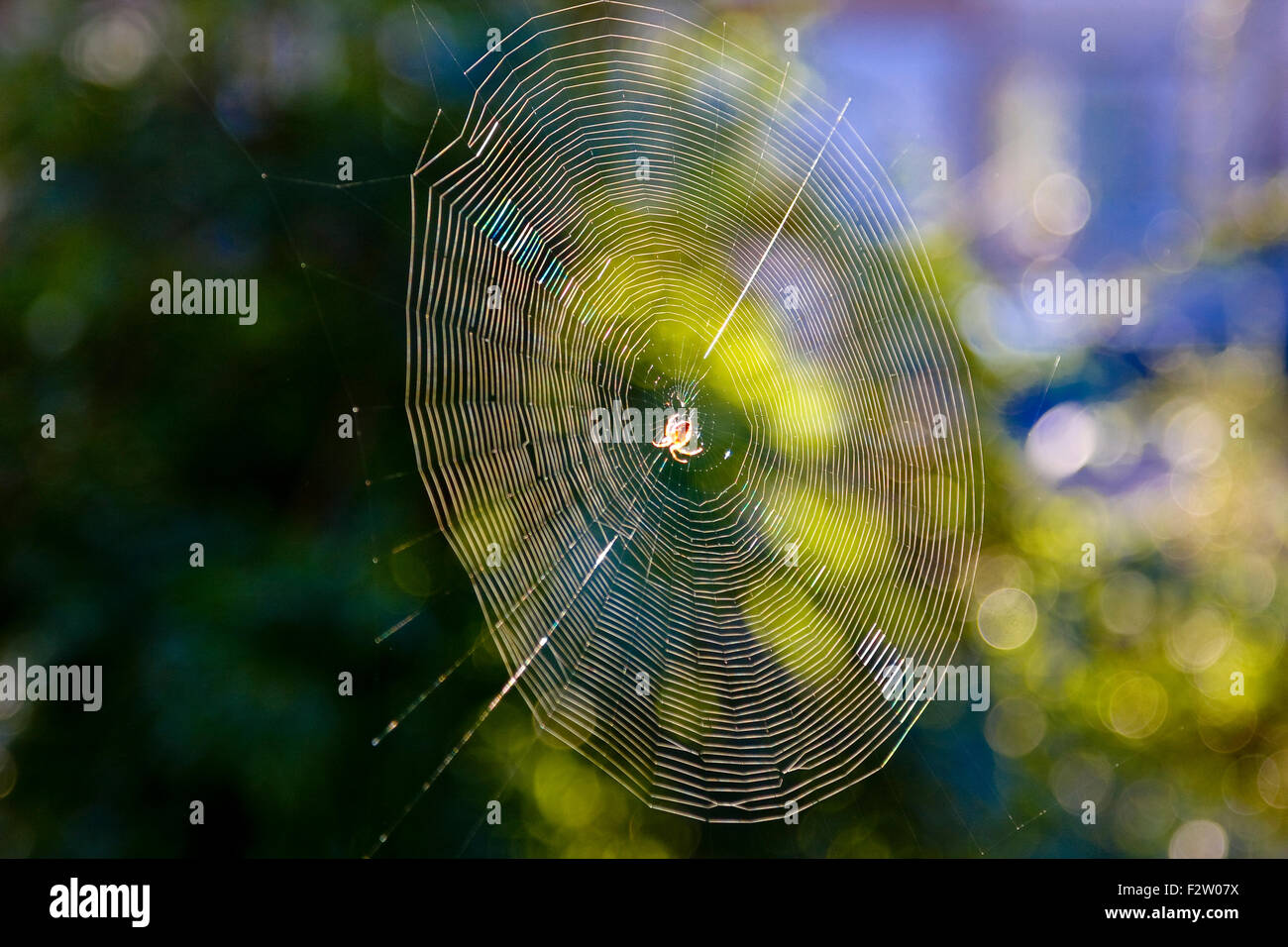 Fine spiders web hi-res stock photography and images - Alamy