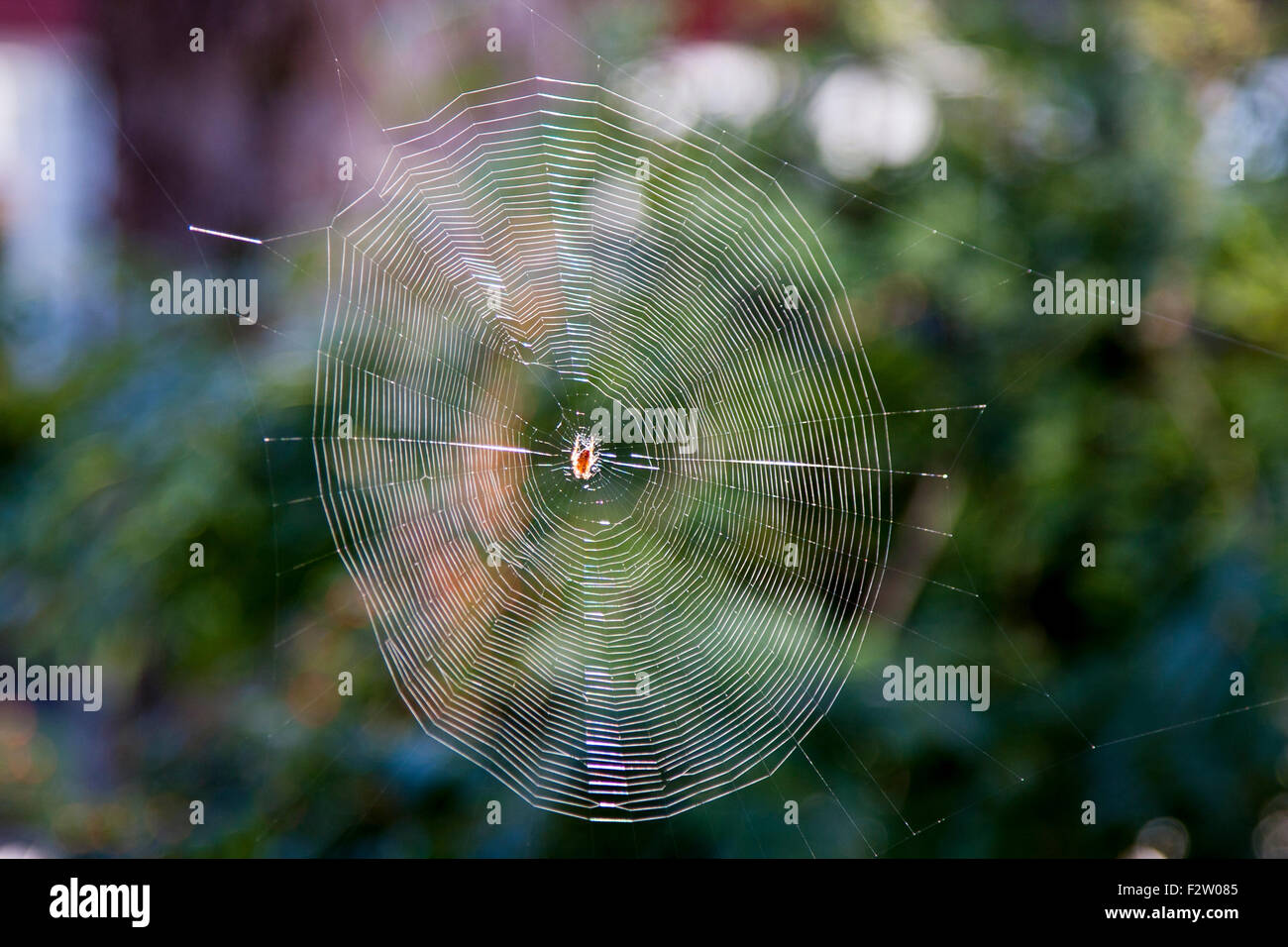 Fine spiders web hi-res stock photography and images - Alamy