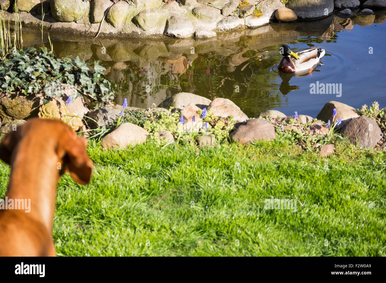 German duck breed hi-res stock photography and images - Alamy