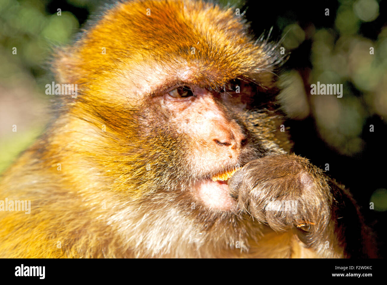 old monkey in africa morocco and natural background fauna close up ...