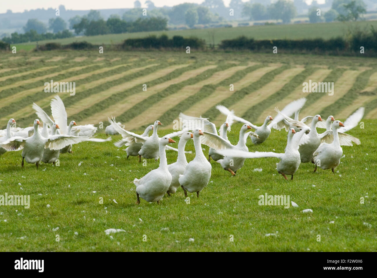 Fosse Meadows Farm at North Kilworth Leicestershire HOMER SYKES Stock ...