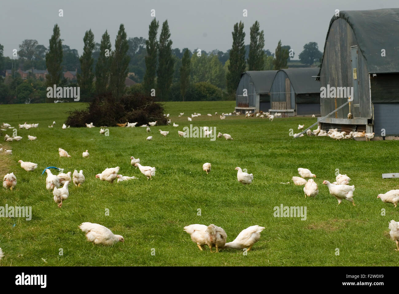 Free range farm hi-res stock photography and images - Alamy