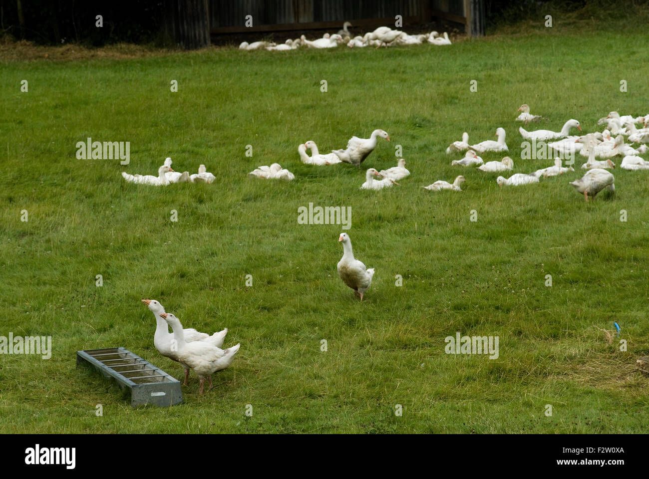 Fosse meadows farm hi-res stock photography and images - Alamy