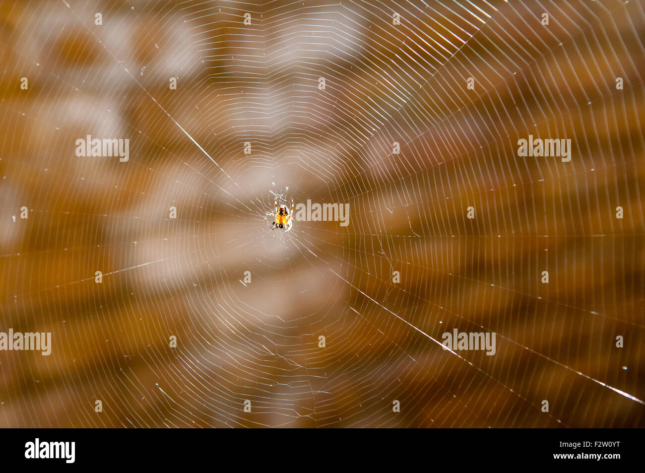 Spider in a large web with a brick wall in the background Stock Photo ...
