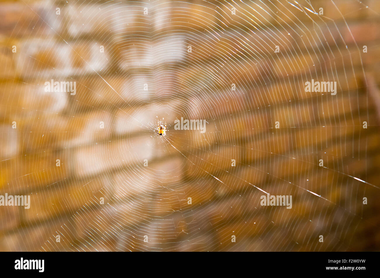 Spider in a large web with a brick wall in the background Stock Photo ...