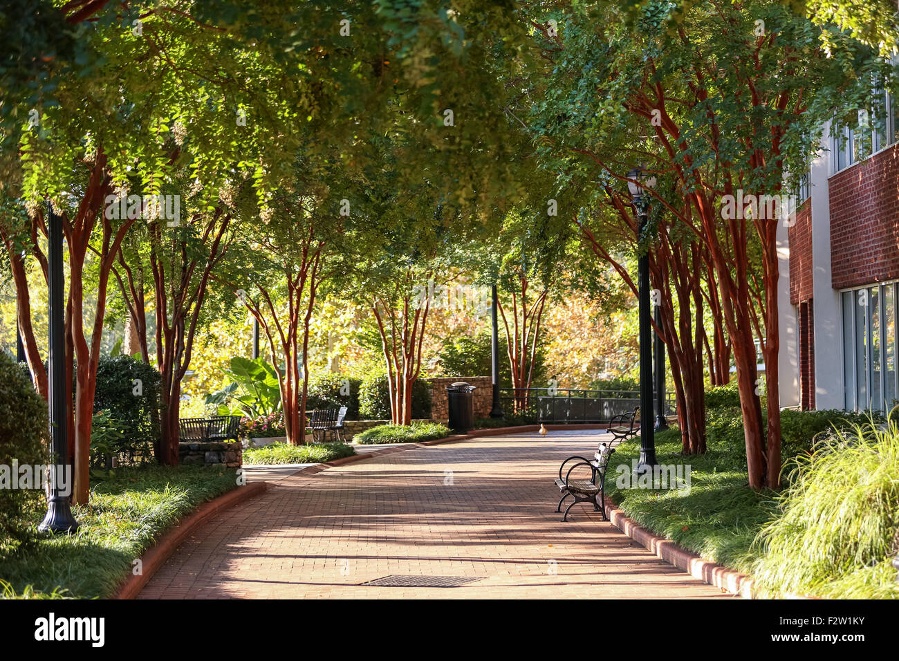 Crape Myrtle trees line the Swamp Rabbit Trail and bike path in Falls ...