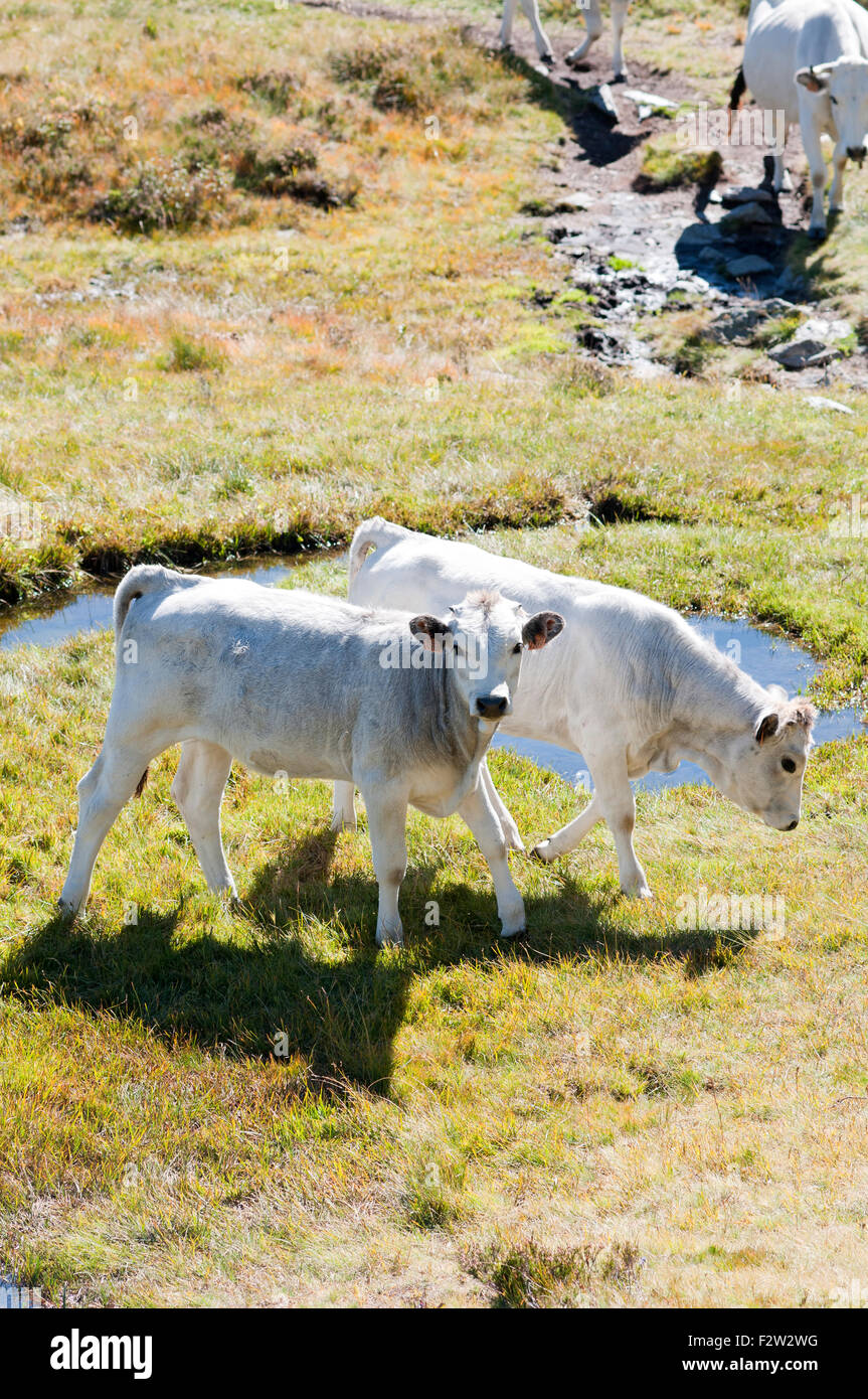 Portrait of Gascon cows walking near Rabassoles lakes. Ascou Pailheres ...