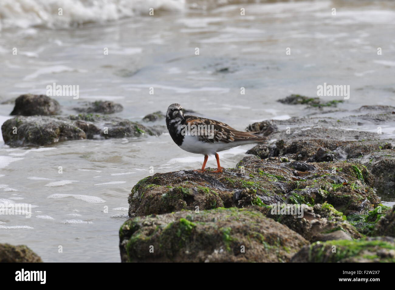 Sea ocean bird hi-res stock photography and images - Alamy