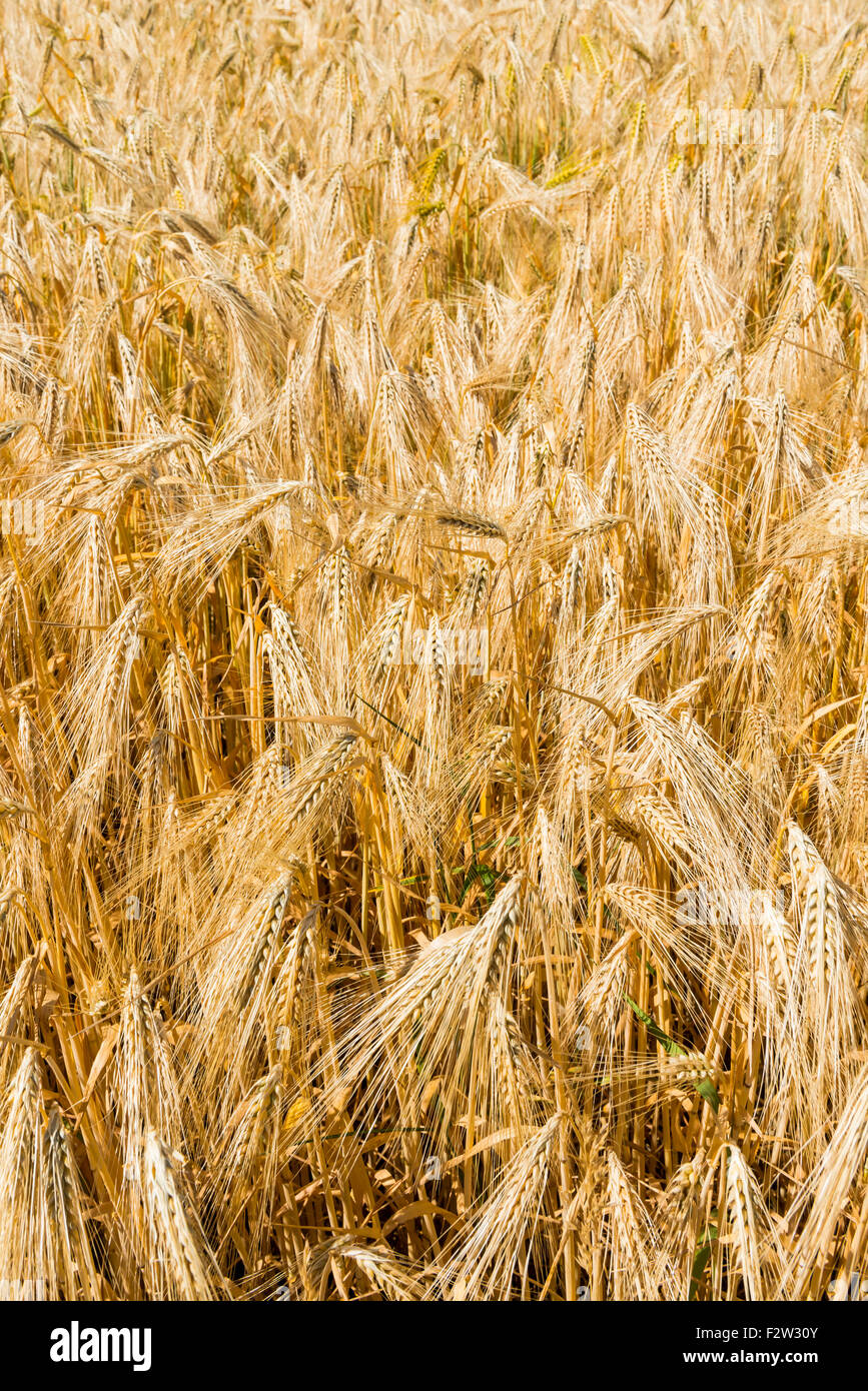 Barley field in the sun Stock Photo - Alamy