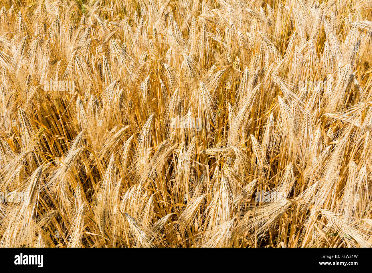 Barley field in the sun Stock Photo - Alamy