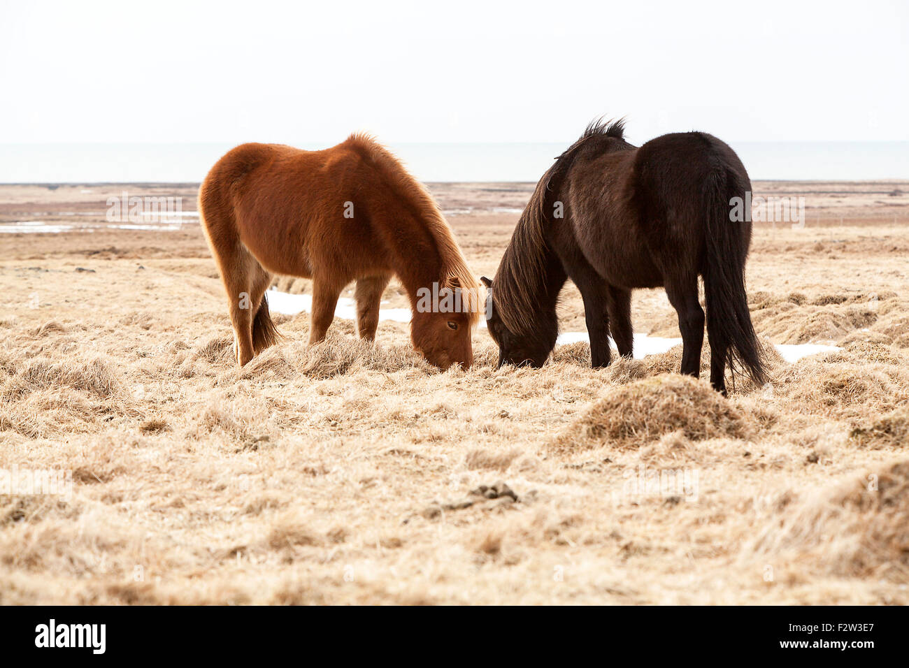 Wind in a ponies mane hi-res stock photography and images - Alamy