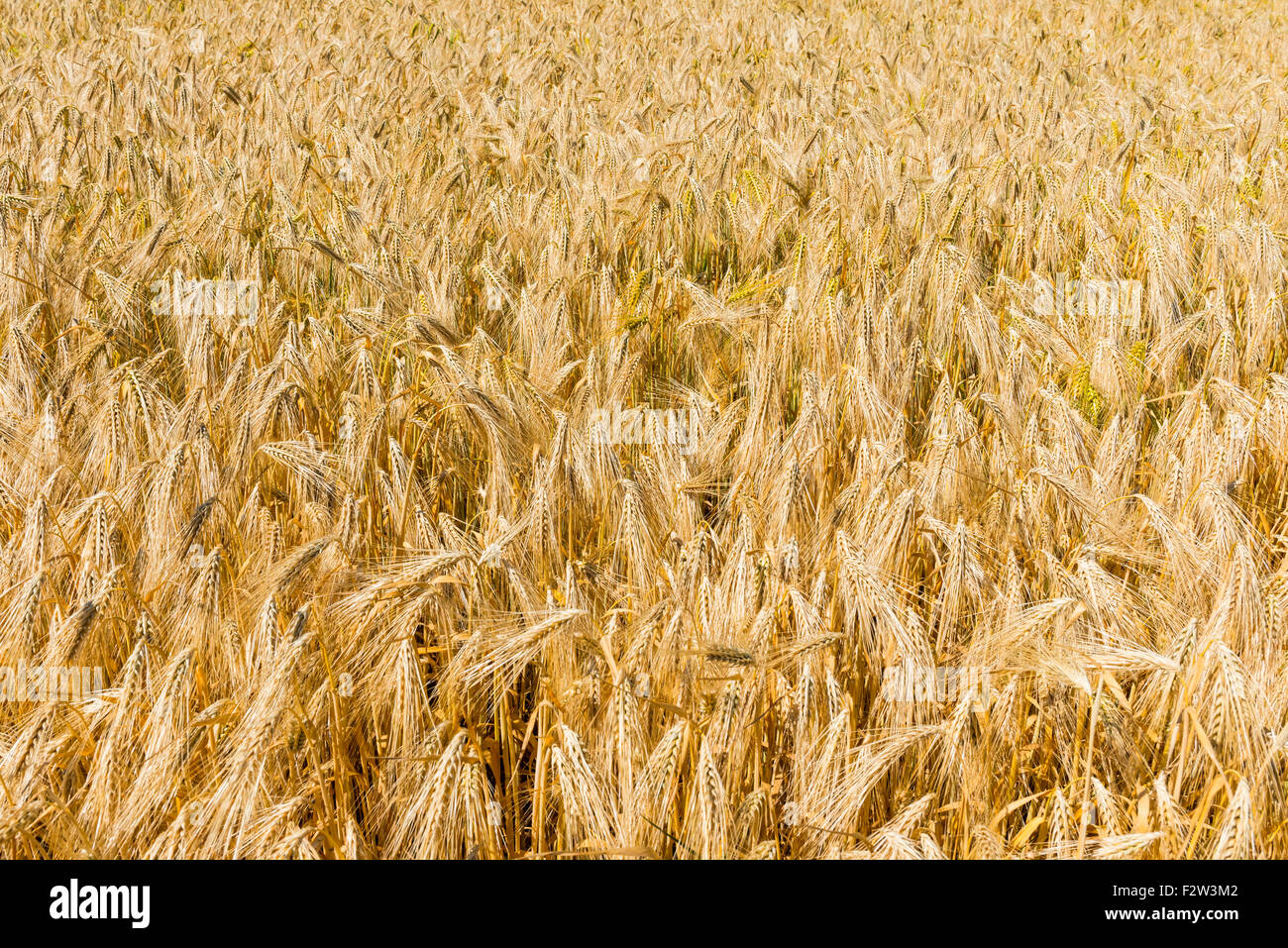 Golden barley field in the summer sun Stock Photo - Alamy