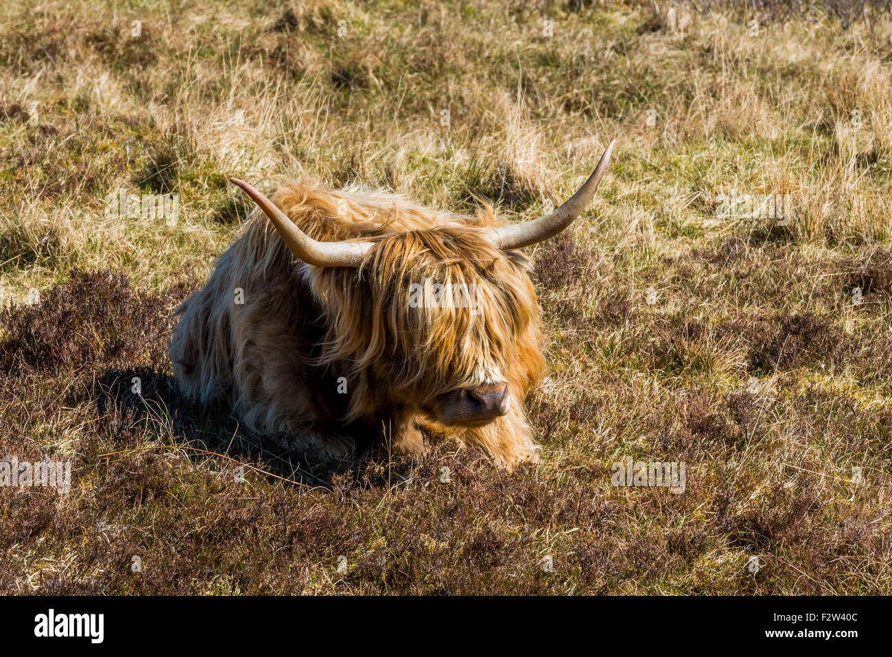 Scottish Highlander on the Isle of Skye, Scotland Stock Photo - Alamy