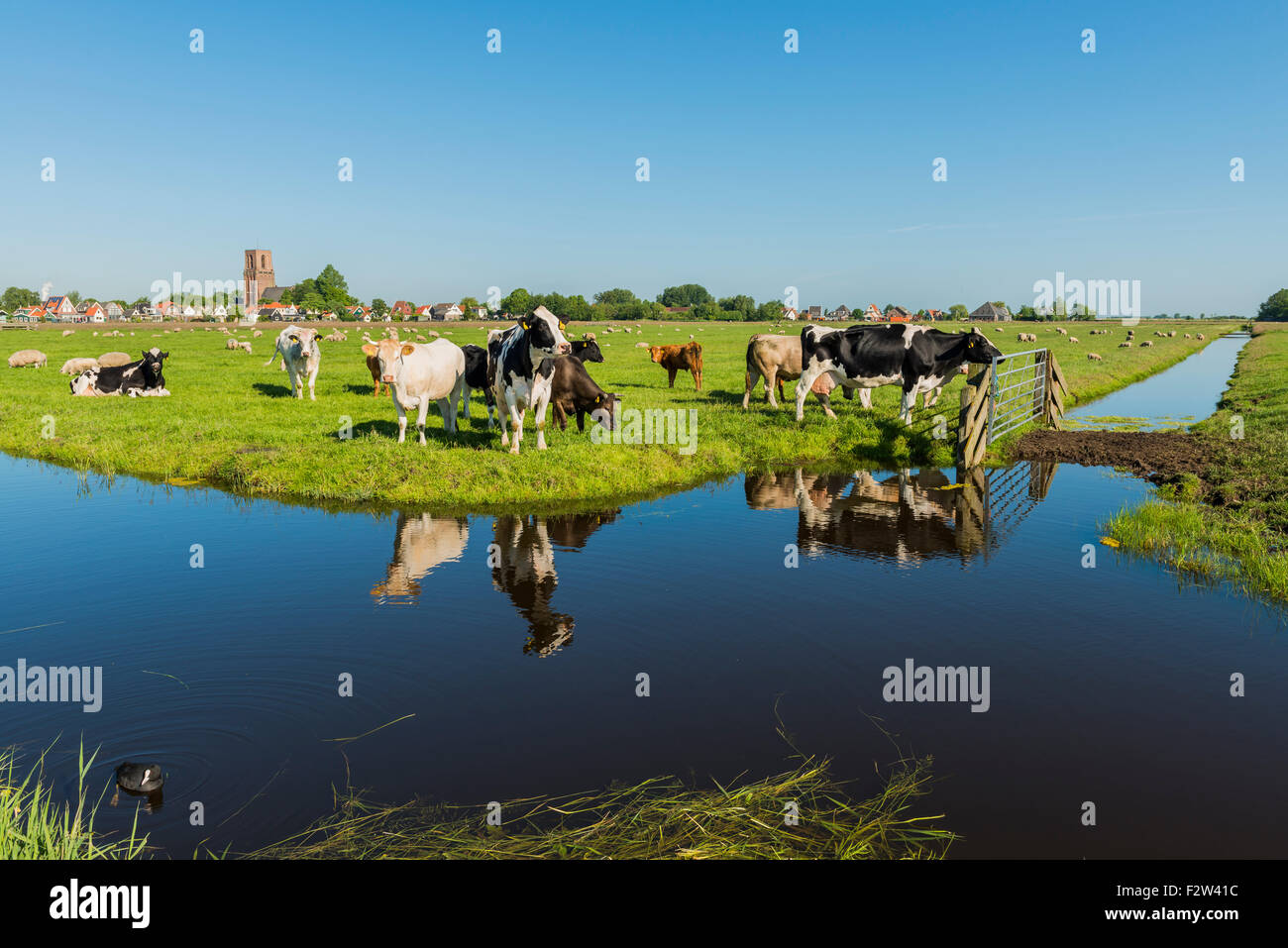 View on Ransdorp with Cows, Church and Ditch Stock Photo - Alamy