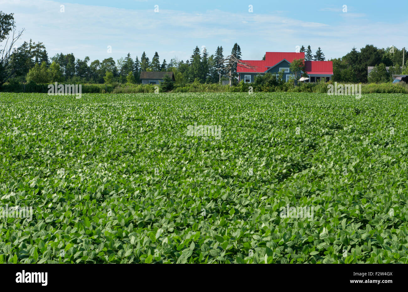 P e i hi-res stock photography and images - Alamy