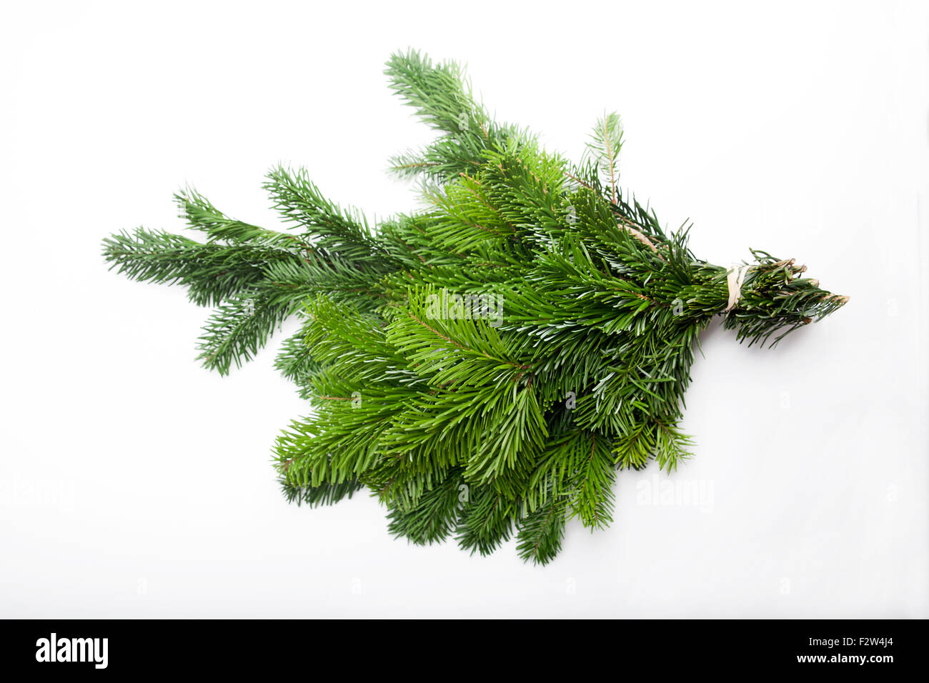 Branch and branch hi-res stock photography and images - Alamy