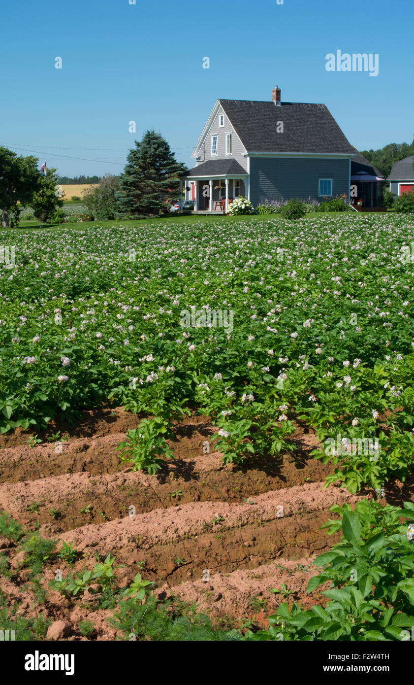 Pei potatoes hi-res stock photography and images - Alamy
