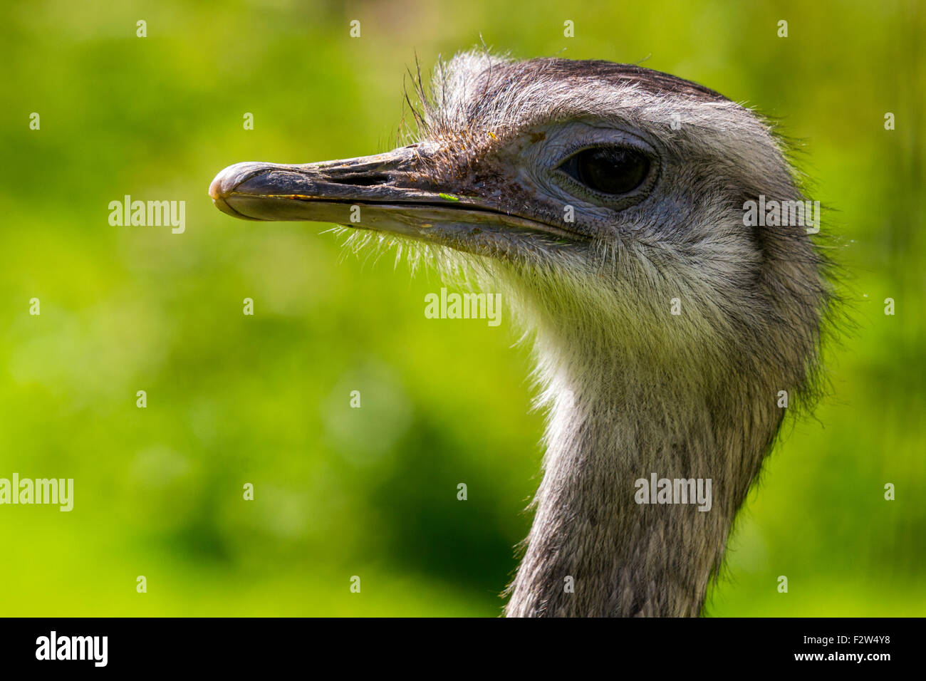 Head and Neck Detail of a Greater Rhea Stock Photo - Alamy