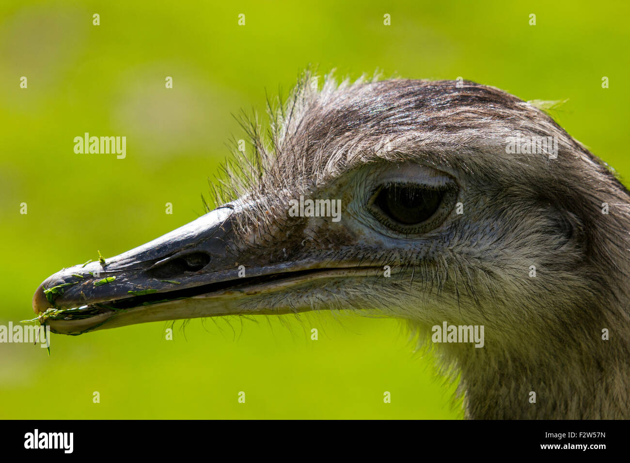 Close-up Head and Neck Detail of a Greater Rhea Stock Photo - Alamy