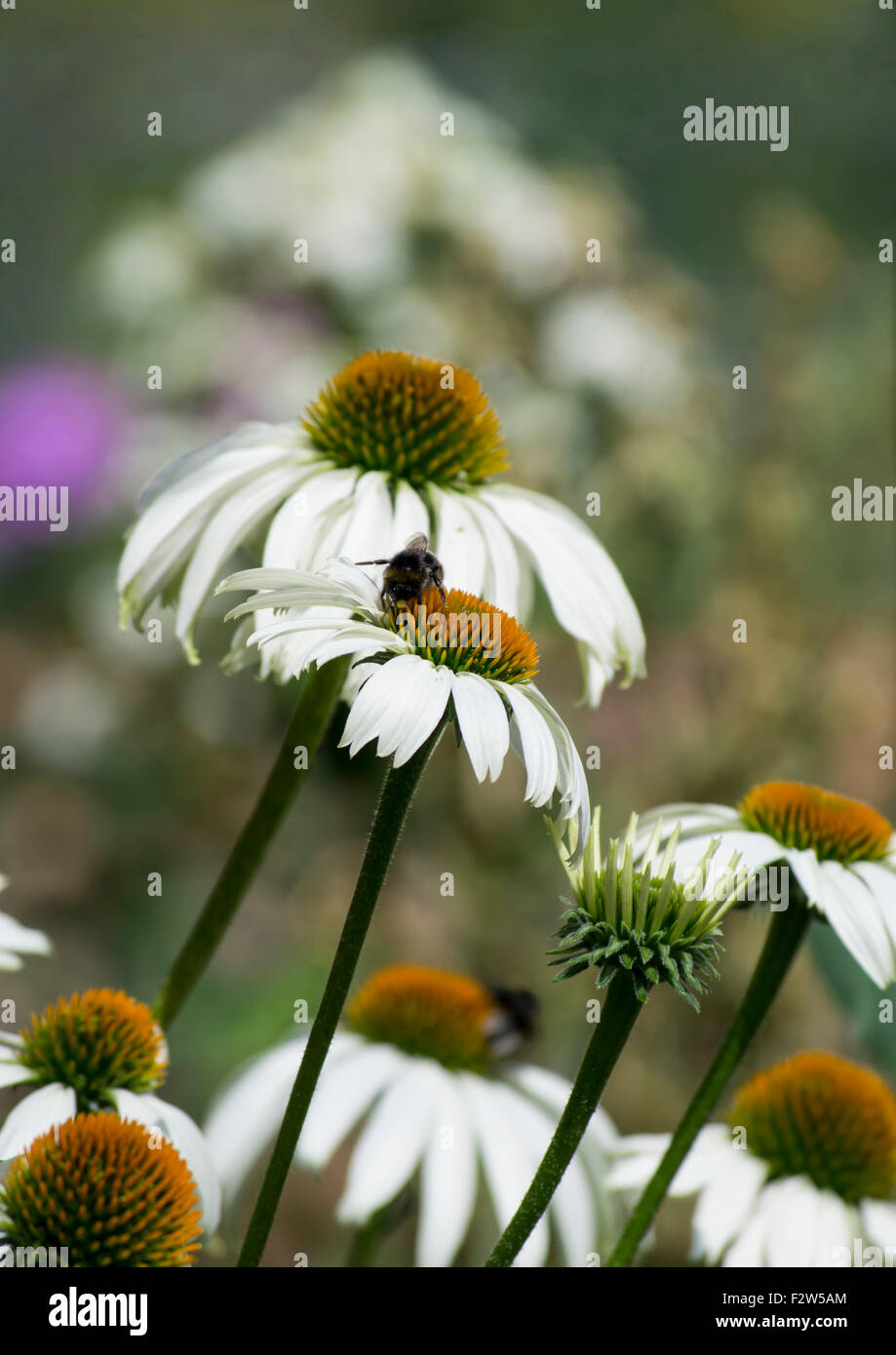 a bee in a garden of daisies Stock Photo - Alamy