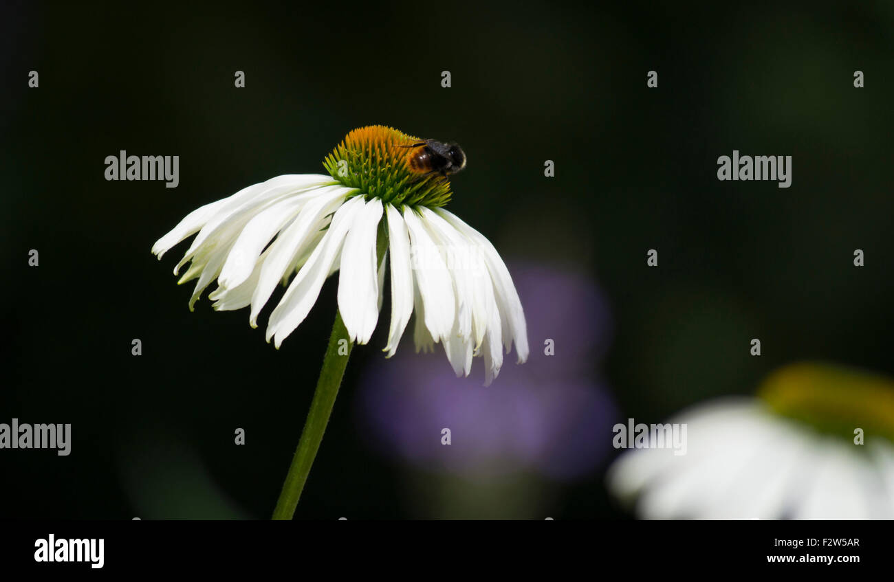 a bee on a daisy Stock Photo - Alamy