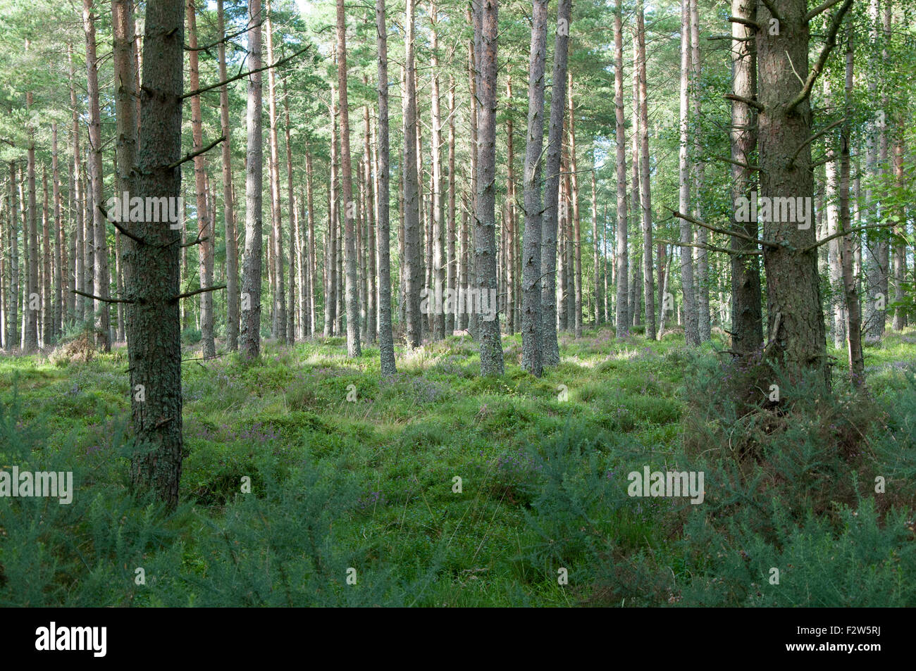 Scotland forest hi-res stock photography and images - Alamy