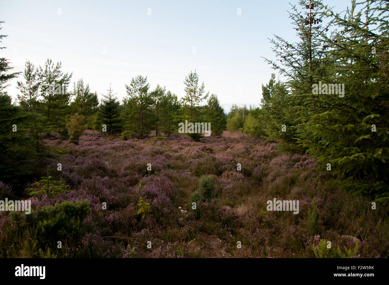 Scottish forest hi-res stock photography and images - Alamy