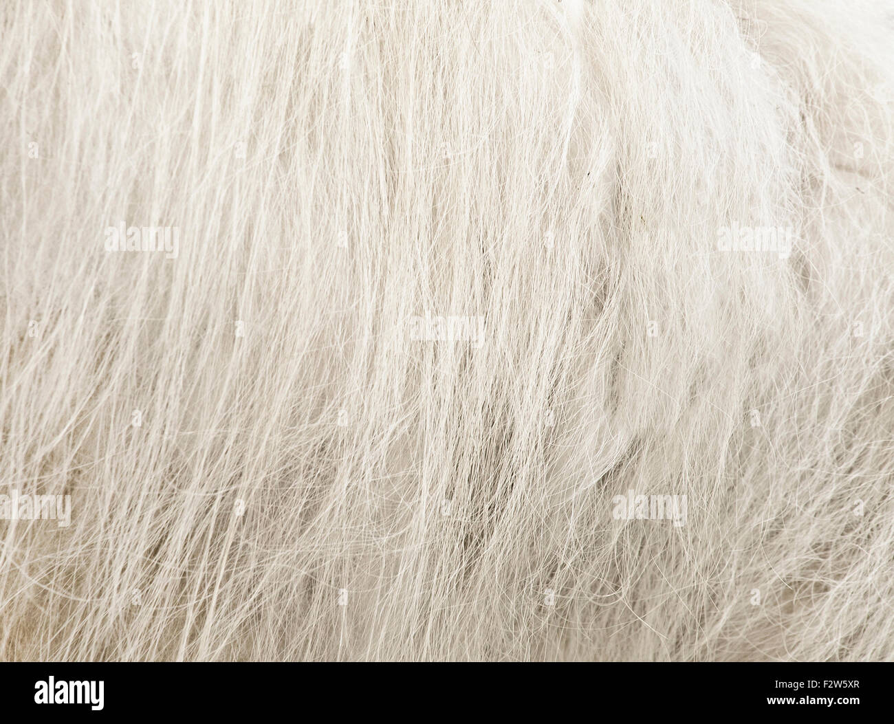 Downy fur hi-res stock photography and images - Alamy