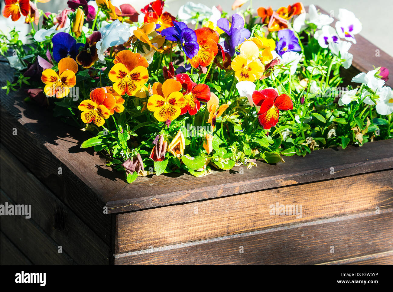 Pansy (Viola tricolor) in flowerbed Stock Photo - Alamy