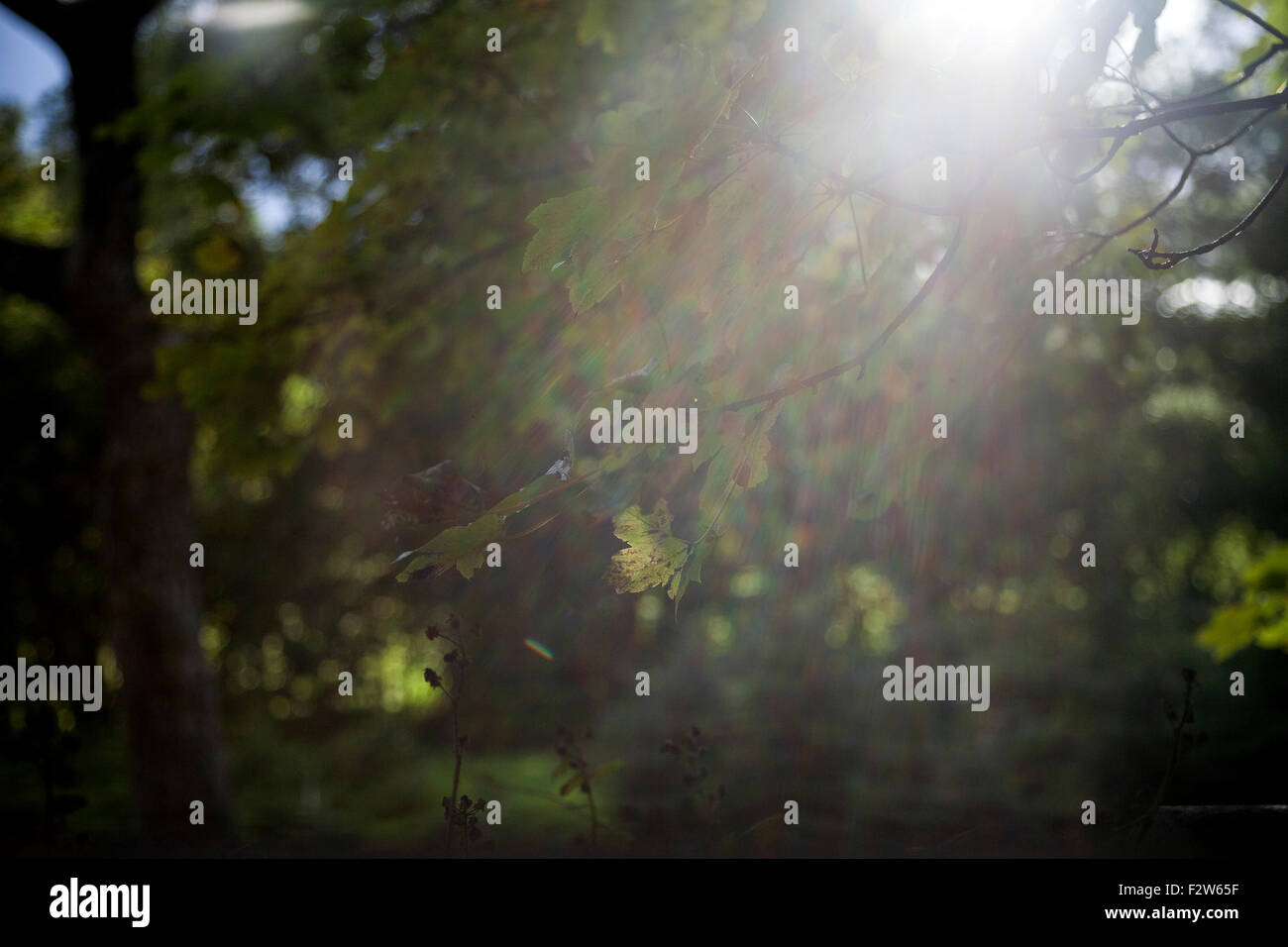 Trees overhanging road hi-res stock photography and images - Alamy